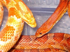 Can Corn Snakes Live Together? – ASK About Corn Snakes